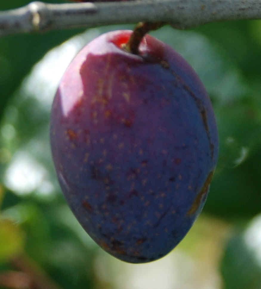 Eksperimentalfältets Sveske